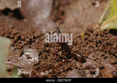 "DRIVER ANT" ant soldier Dorylus sp Stock Photo - Alamy