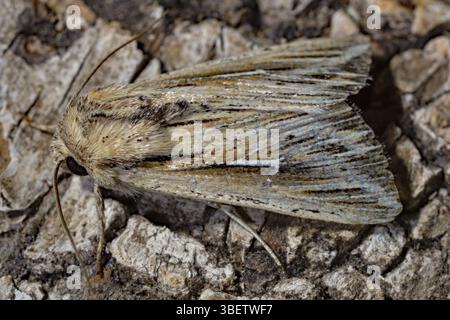 Mythimna l-album (Mythimna l-album Stock Photo - Alamy