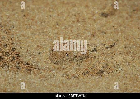 Namib Dwarf Otter (Bitis peringueyi Stock Photo - Alamy