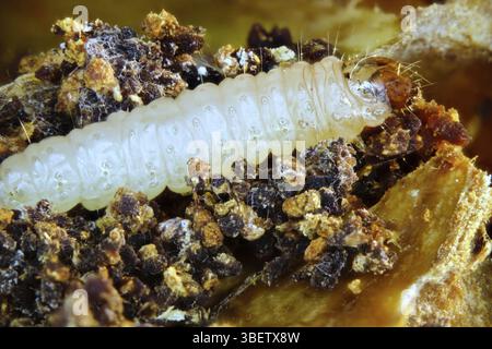 Codling moth - larva in the core (Cydia pomonella Stock Photo - Alamy