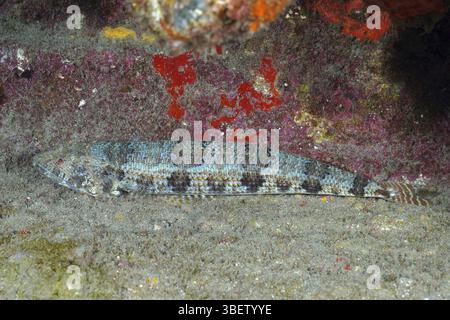Atlantic Lizardfish (Synodus saurus Stock Photo - Alamy