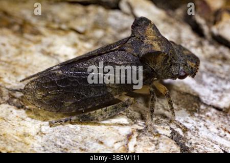 Ear cicada (Ledra aurita Stock Photo - Alamy