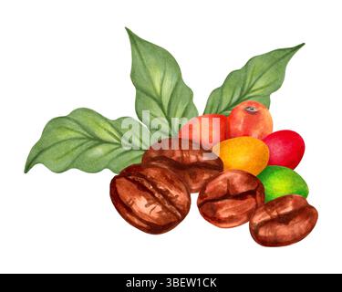 colored coffee berries on the coffee tree in brazil Stock Photo - Alamy