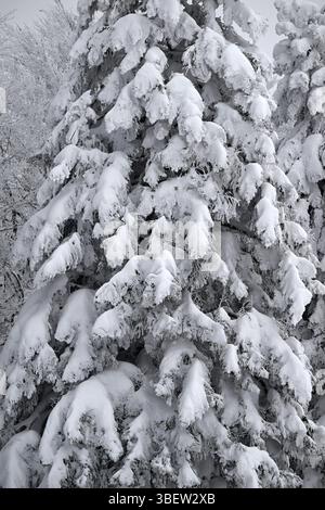 Trees on Mount Zao covered in frost Stock Photo - Alamy