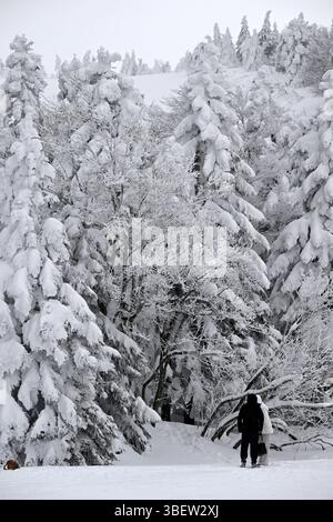 Snow covered trees atop Mount Zao at the Zao Ski Resort, Yamagata ...