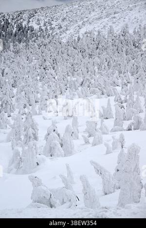 Snow covered trees atop Mount Zao at the Zao Ski Resort, Yamagata ...