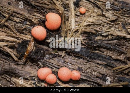 Blood milk fungus (Lycogala epidendrum Stock Photo - Alamy