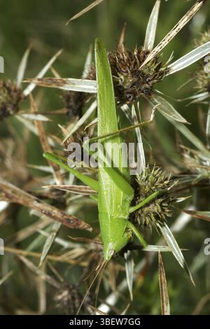 Ruspolia nitidula. Large Conehead Bush Cricket (female) Croatia, early ...
