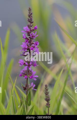 Swamp area with Purple loosestrife (Lythrum salicaria) in a nature ...