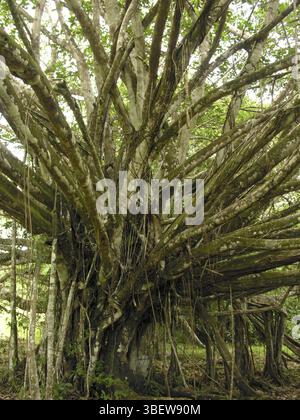 Ficus root system (Ficus spp Stock Photo - Alamy