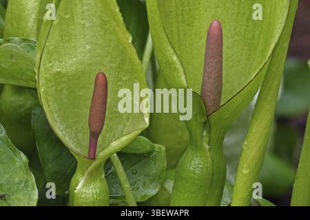 Common arum, spatha with spadix (Arum maculatum Stock Photo - Alamy