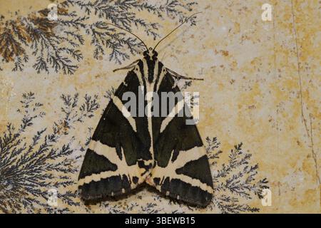Jersey Tiger, or Spanish Flag (Euplagia quadripunctaria) foraging a ...