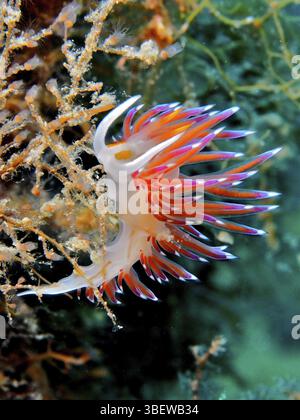 Travelling thread snail (Cratena peregrina Stock Photo - Alamy