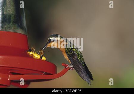 Purple-throated nymph female (Lampornis calolaema Stock Photo - Alamy