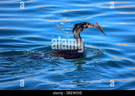 Kormoran mit einem Fisch im Schnabel 20180125am543 Hamburg Hamburg ...