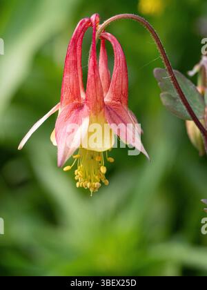 red columbine (Aquilegia canadensis Stock Photo - Alamy