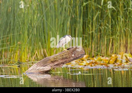 A scenic view of a night heron perched on a branch in blue sky ...