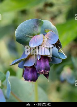 Purple flowers of Cerinthe major 'Purpurascens' in the garden. Summer ...