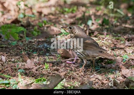 Song Thrush bird eating worms ( Turdus Philomelos Stock Photo - Alamy