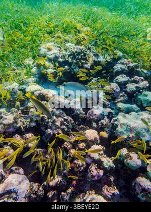 Underwater photo taken during the Palancar Gardens, El Cielito and ...