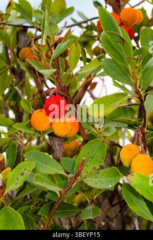 Strawberry tree (Arbutus unedo Stock Photo - Alamy