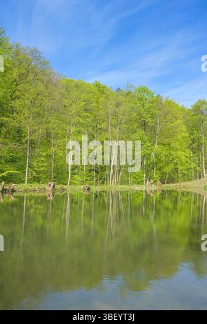 Teich im Adamstal, Kesselbach, Buchenwald im Taunus nördlich Wiesbaden ...