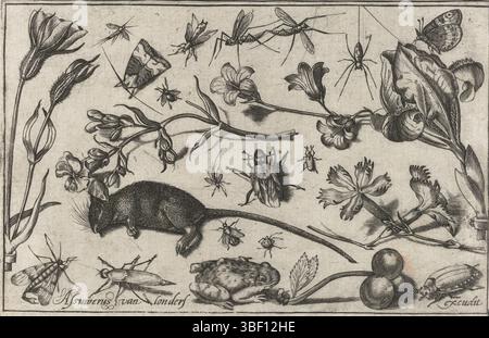 Flowers, insects, a frog and a dead mouse; Birds, flowers, insects etc ...