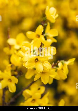 Many bright colorful blooming flowers (tulips, rhododendrons and other ...
