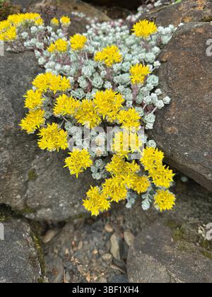 Sedum spathulifolium (Broadleaf Stonecrop) growing on a rock at Cascade ...