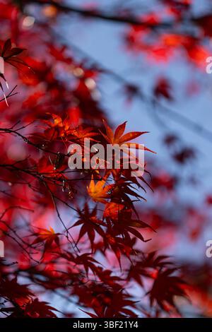 Vibrant red maple leaves contrast against deep green moss in the autumn ...