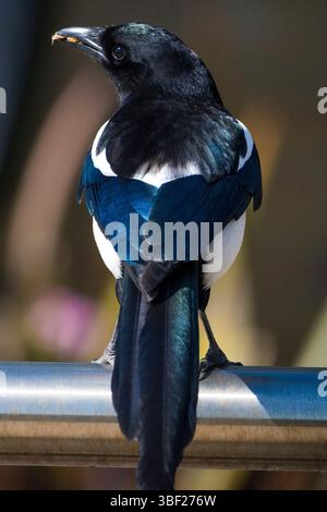 A Magpie bird perched on a metal wire Stock Photo - Alamy