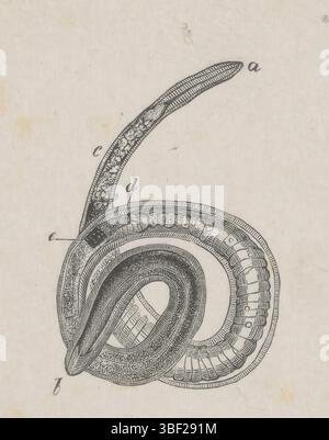 Part of the human body with a deviation Stock Photo - Alamy