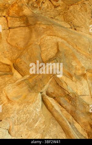 Quarry Exhibit Hall with Apatosaurus femur and scapula and Diplodocus ...