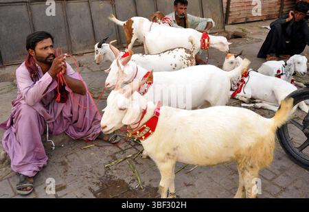 Sacrificial animals wait for their buyers at a makeshift sacrificial ...