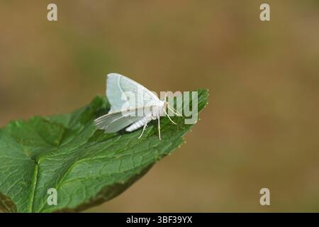 Closeup geometer moth Light emerald (Campaea margaritata). Tribe ...