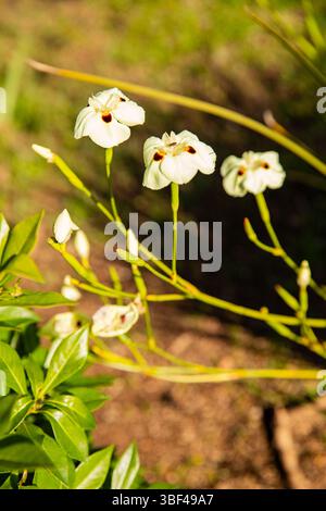Horizontal macro of a vibrant yellow iris flower with dark veins, set ...