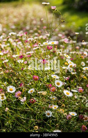 Mix of spring meadow flowers close-up Stock Photo - Alamy