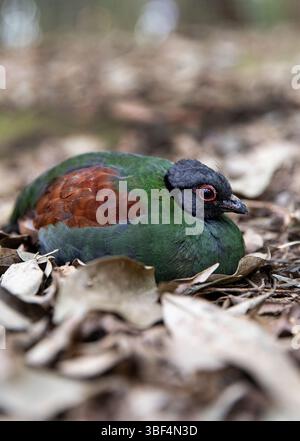 red-crested rollulus rulul, crowned partridge lies in the leaves on the ...