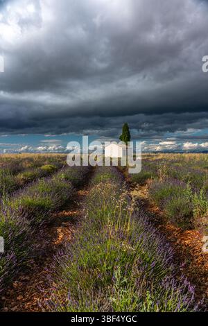 The view of lavender fields under the cloudy sunset sky in the ...