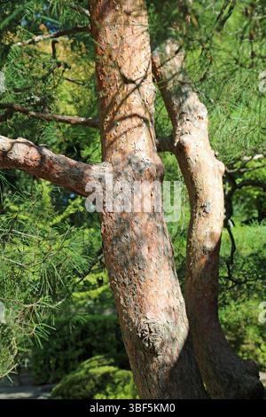 The tree stem vertical, Portland, Japanese Garden, Oregon Stock Photo ...
