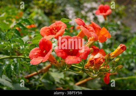 Chinese trumpet vine flowers are in full bloom in Xuzhou City, east ...
