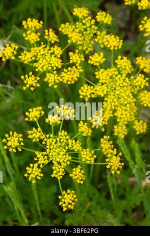 Pungent desert parsley (Lomatium grayi) along along Old Highway 8 Trail ...