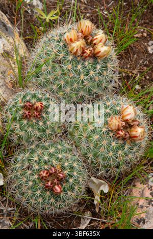 Mountain cactus (Pediocactus simpsonii) along Jones Hole Trail ...