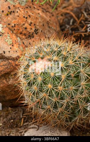 Mountain cactus (Pediocactus simpsonii) along Jones Hole Trail ...