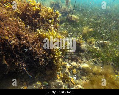 coral reef in Lake Macquarie Stock Photo - Alamy