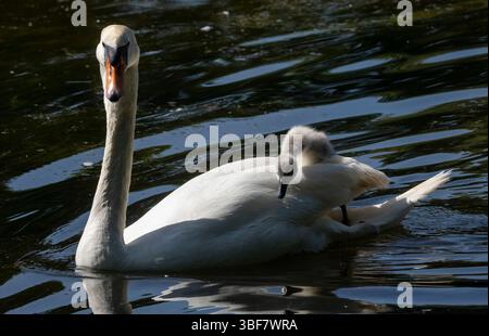A CYGNET HITCHES A RIDE © Jeff Moore - A tiny cygnet hitched a ride on ...