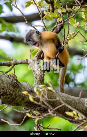 Germain's Langur - Trachypithecus germaini, rare endagered Old World ...