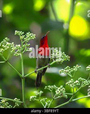 Nature wildlife image of Crimson sunbird on wild Stock Photo - Alamy