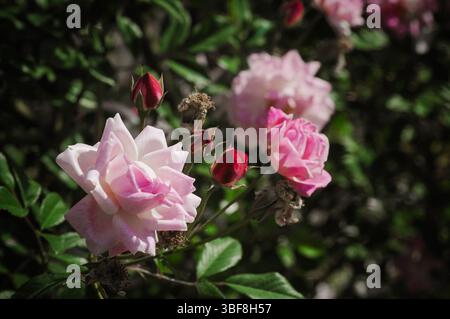baby pink flower of a climbing rose bush Stock Photo - Alamy