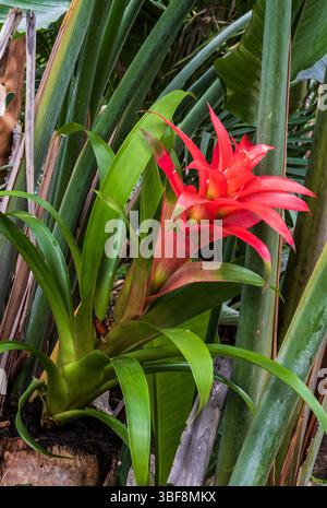 Bromeliad plant (Canistropsis billbergioides Stock Photo - Alamy